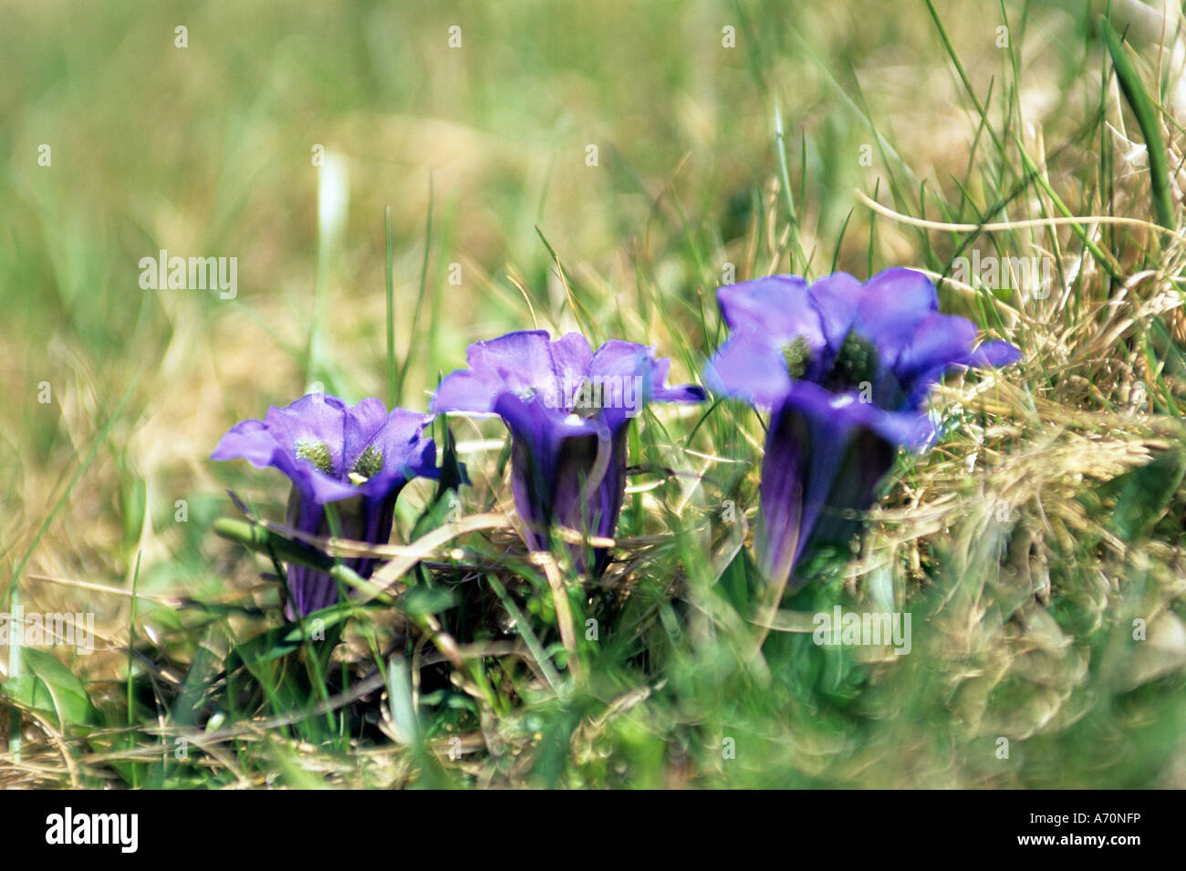 Blauer enzian hi-res stock photography and images - Alamy