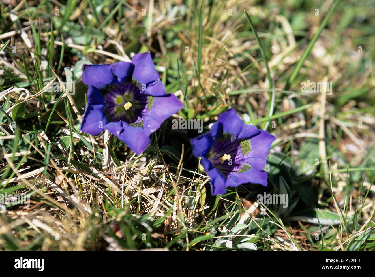 Blauer enzian hi-res stock photography and images - Alamy