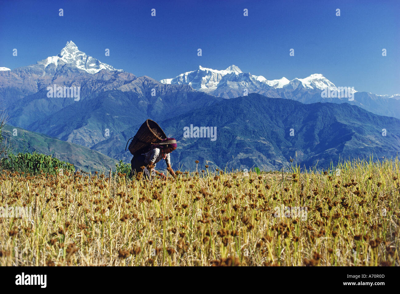 Machhaphuchhre hi-res stock photography and images - Alamy