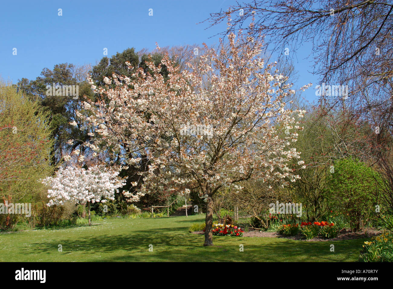 White Cherry trees (Prunus Tai Haku) in blossom in English garden Stock ...