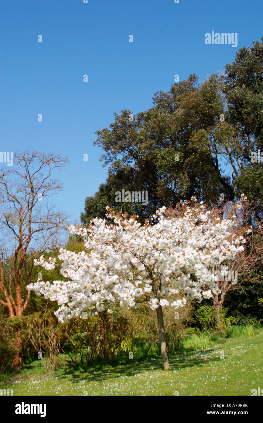 White Cherry trees (Prunus Tai Haku) in blossom in English garden Stock ...