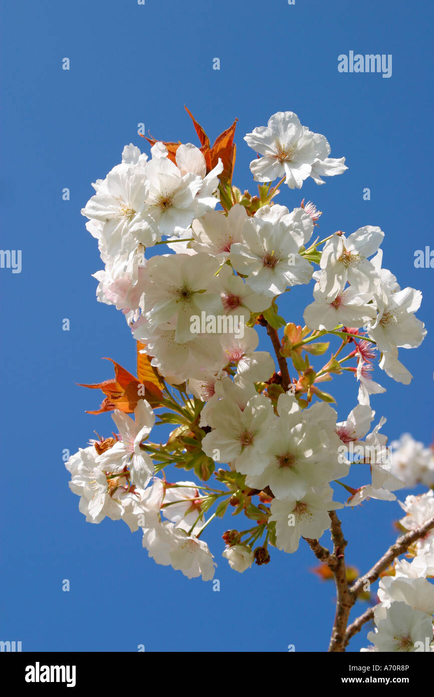 White Cherry blossom (Prunus Tai Haku) against a clear blue sky Stock ...