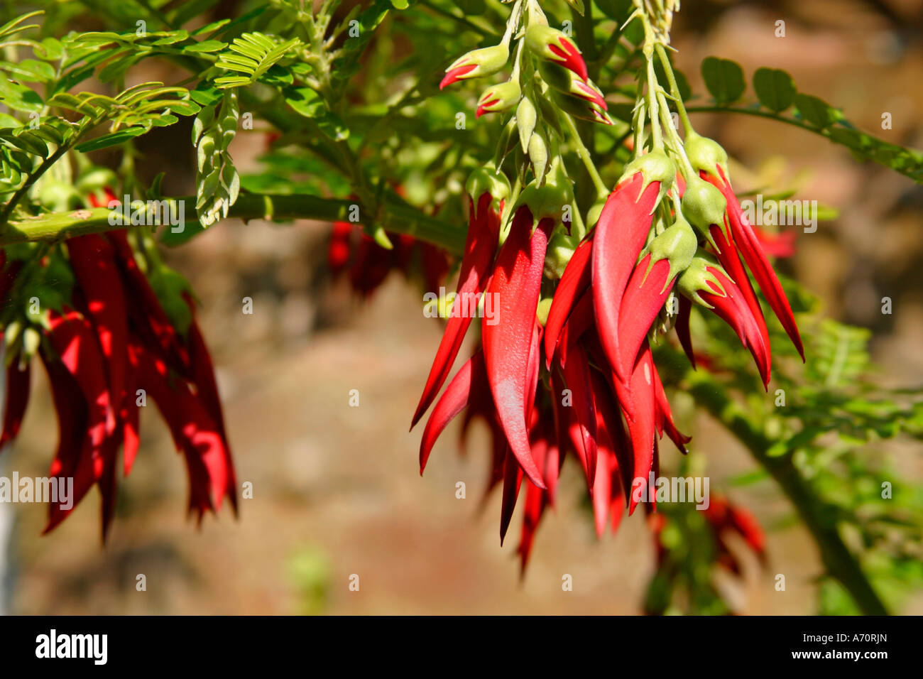 Lobster Claw (Clianthus puniceus) or Parrot's Bill in flower in Spring ...