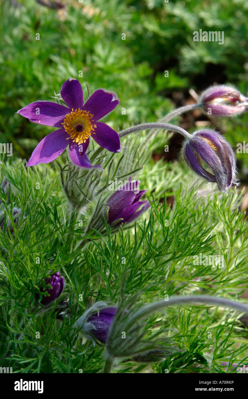 Purple Pasque flower (Pulsatilla vulgaris) in bloom in early Spring in ...
