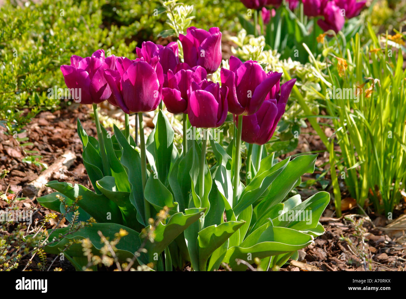 Magenta coloured tulips in bloom in Spring flower bed, West Sussex ...
