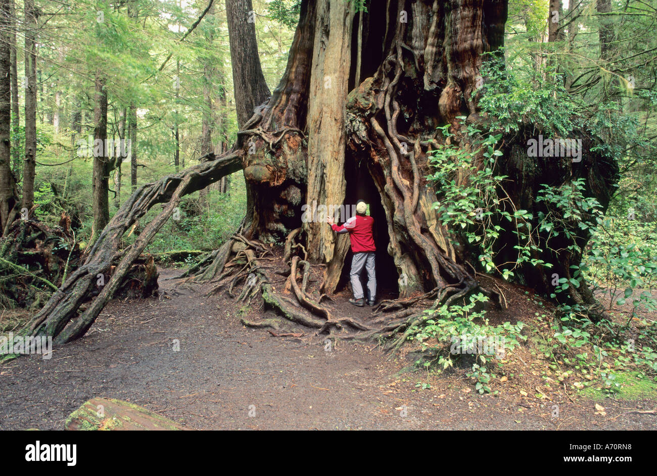 Man in front of giant tree, temperate rainforest, Washington State, USA ...