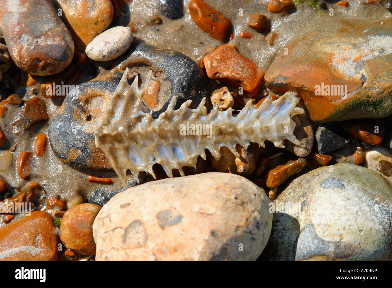 Skeleton of fish hi-res stock photography and images - Alamy