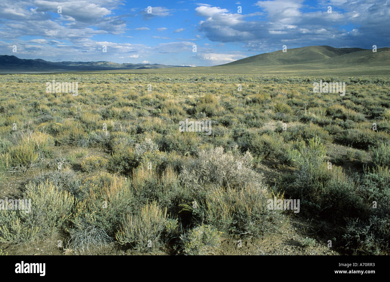 Goshute valley hi-res stock photography and images - Alamy