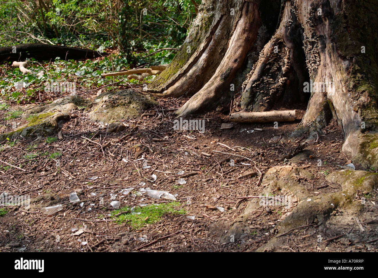 Broken glass at the base of a tree in Sussex woodland, UK Stock Photo ...
