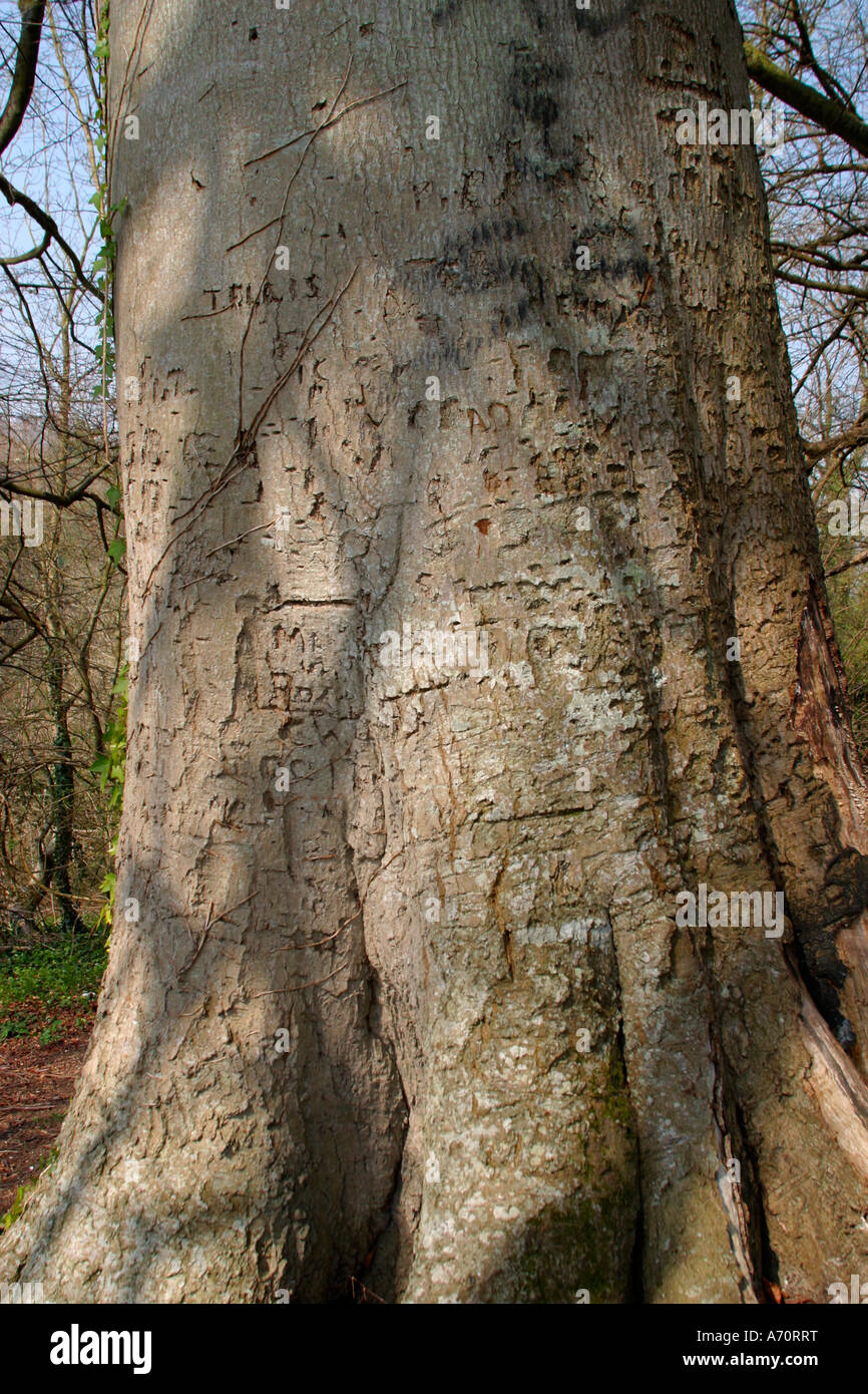 Tree with various sets of initials and names carved into its trunk ...