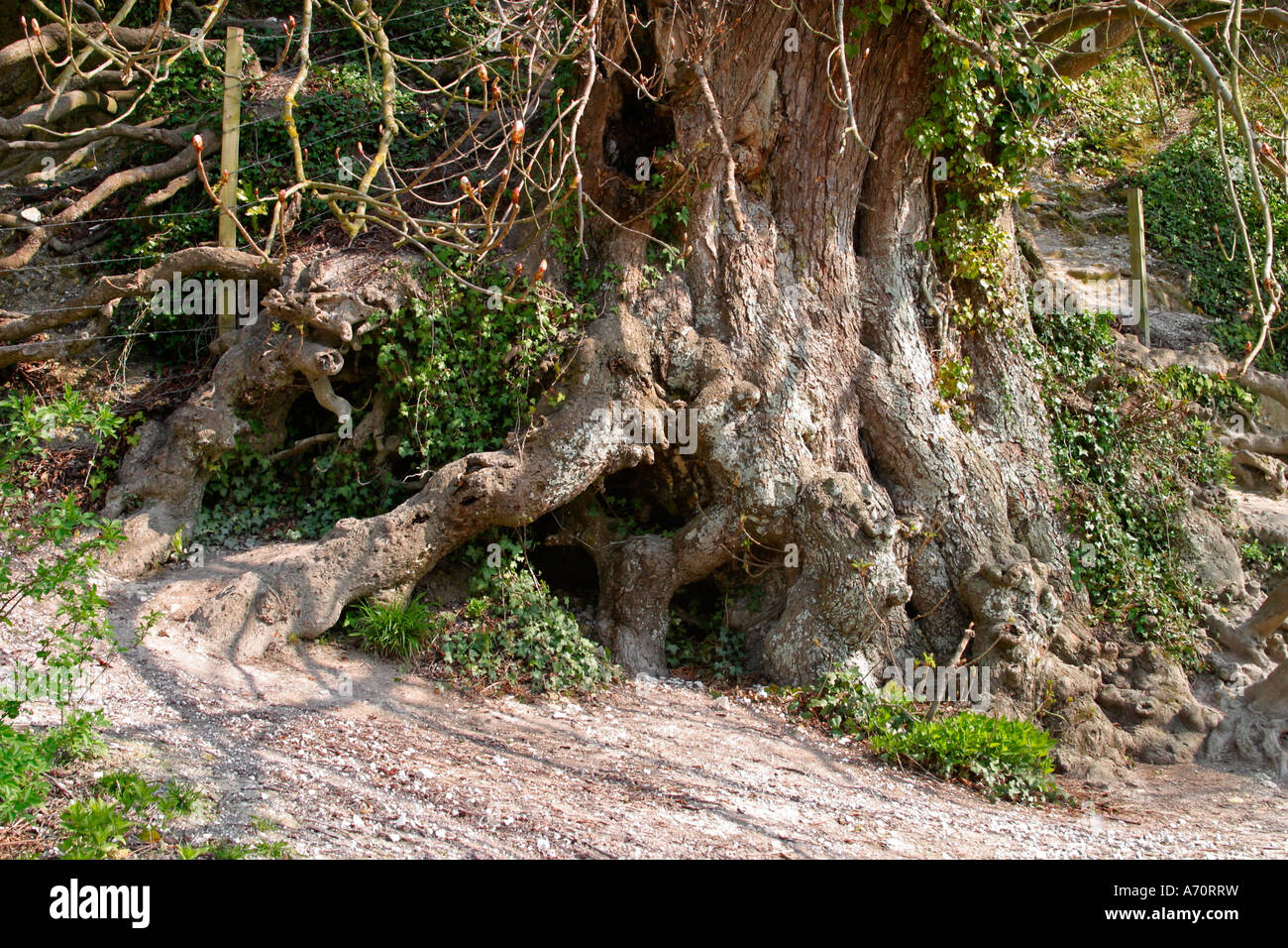 Gnarled tree roots hi-res stock photography and images - Alamy