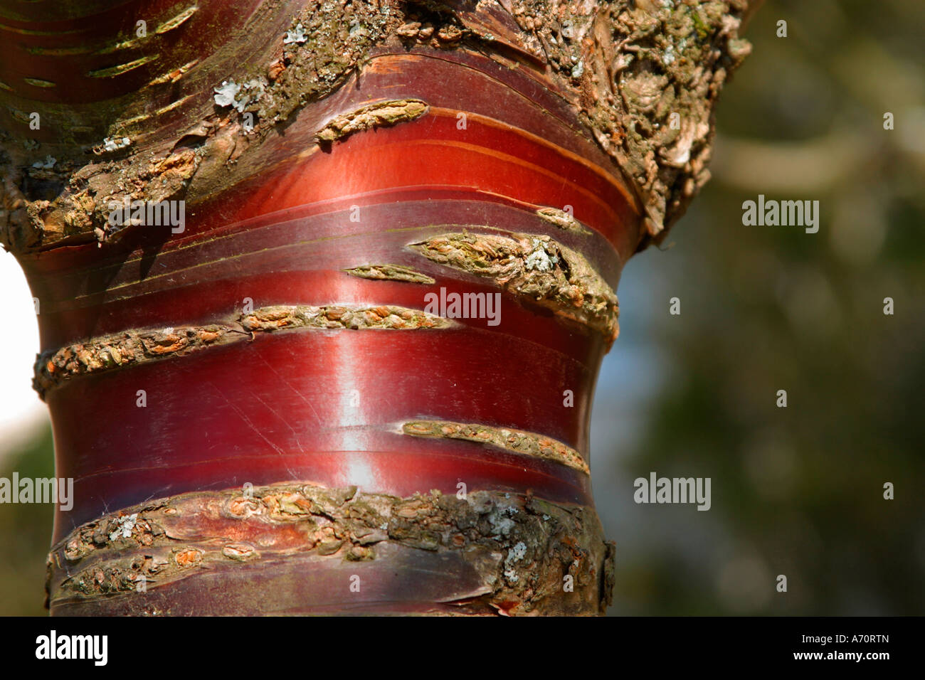 Copper birch tree hi-res stock photography and images - Alamy