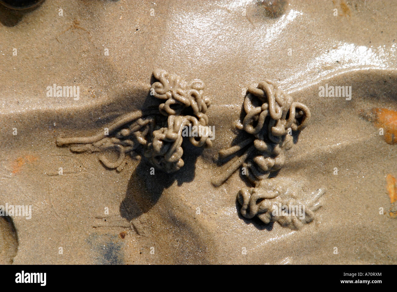 Wormcast hi-res stock photography and images - Alamy