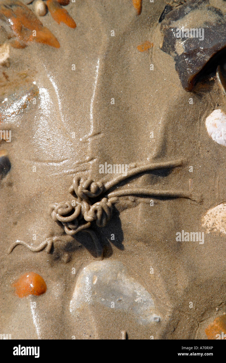 Lugworm Casts Stock Photos & Lugworm Casts Stock Images - Alamy