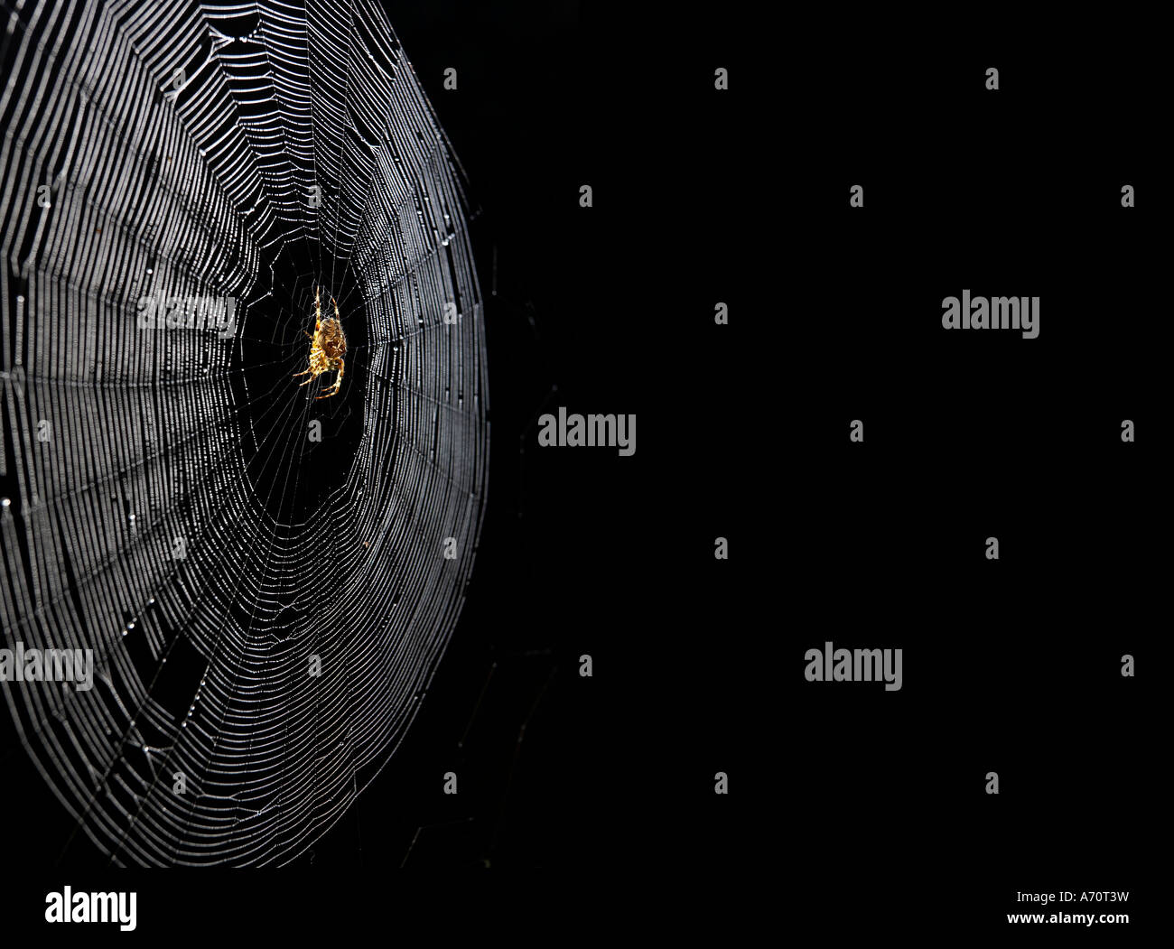 SPIDER AND WEB Stock Photo - Alamy
