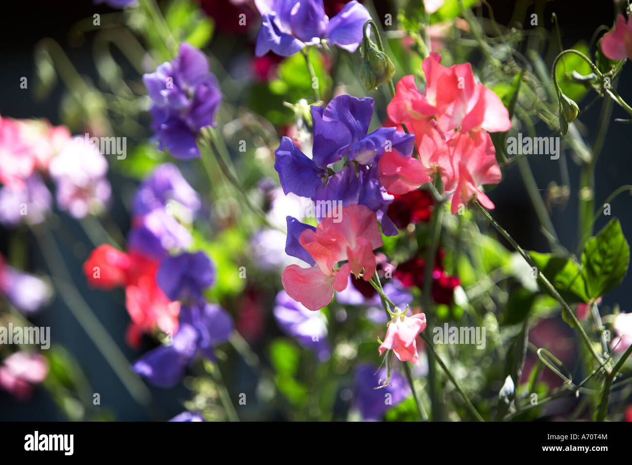Sweet pea garden hi-res stock photography and images - Alamy