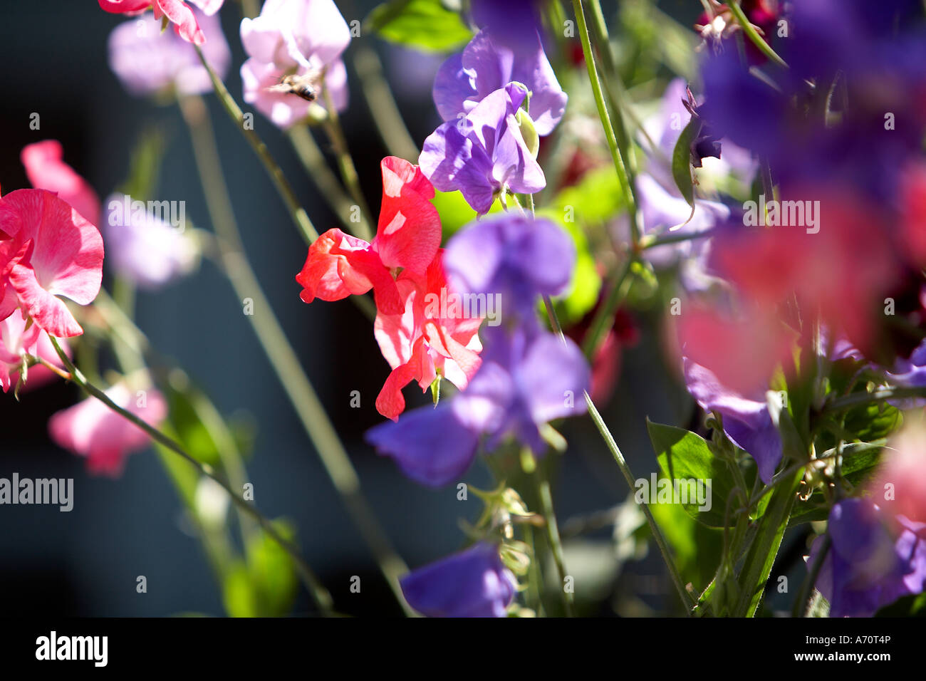 COLOURFUL SWEETPEA FLOWERS Stock Photo - Alamy