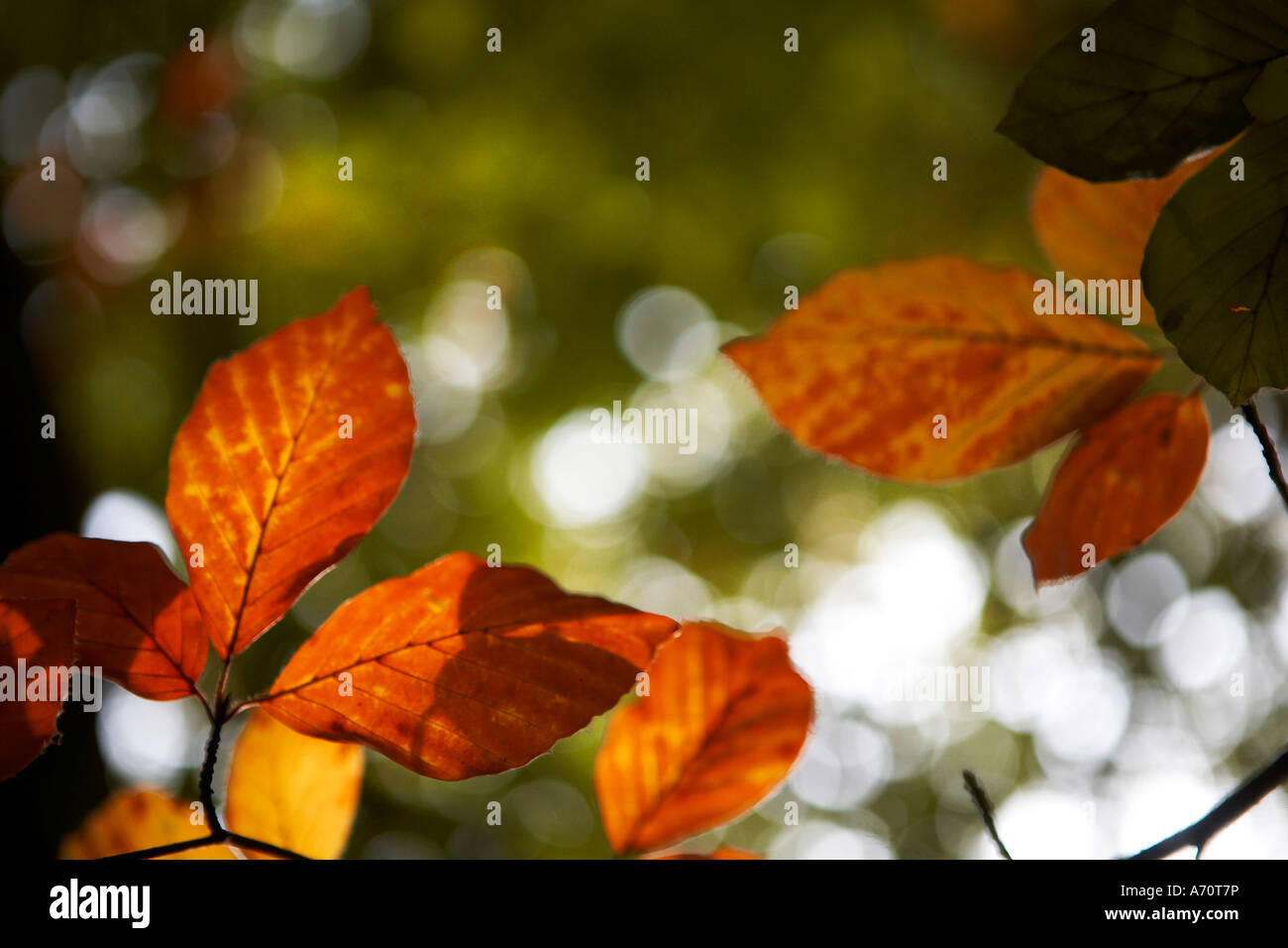 Autumn Sunlight Through Leaves Stock Photo Alamy