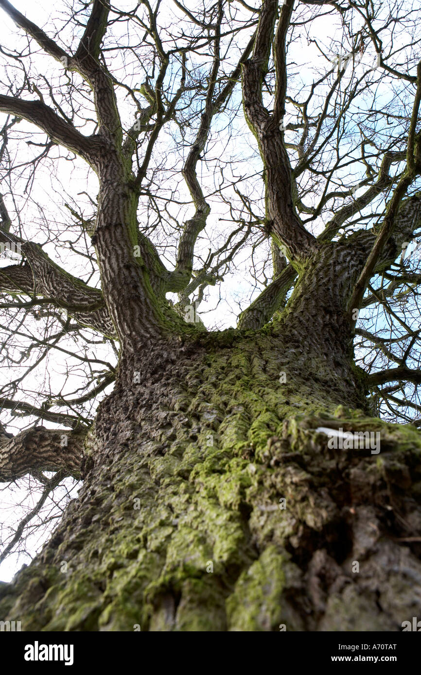 CLOSE UP OF AN OAK TREE LOOKING UPWARDS Stock Photo - Alamy