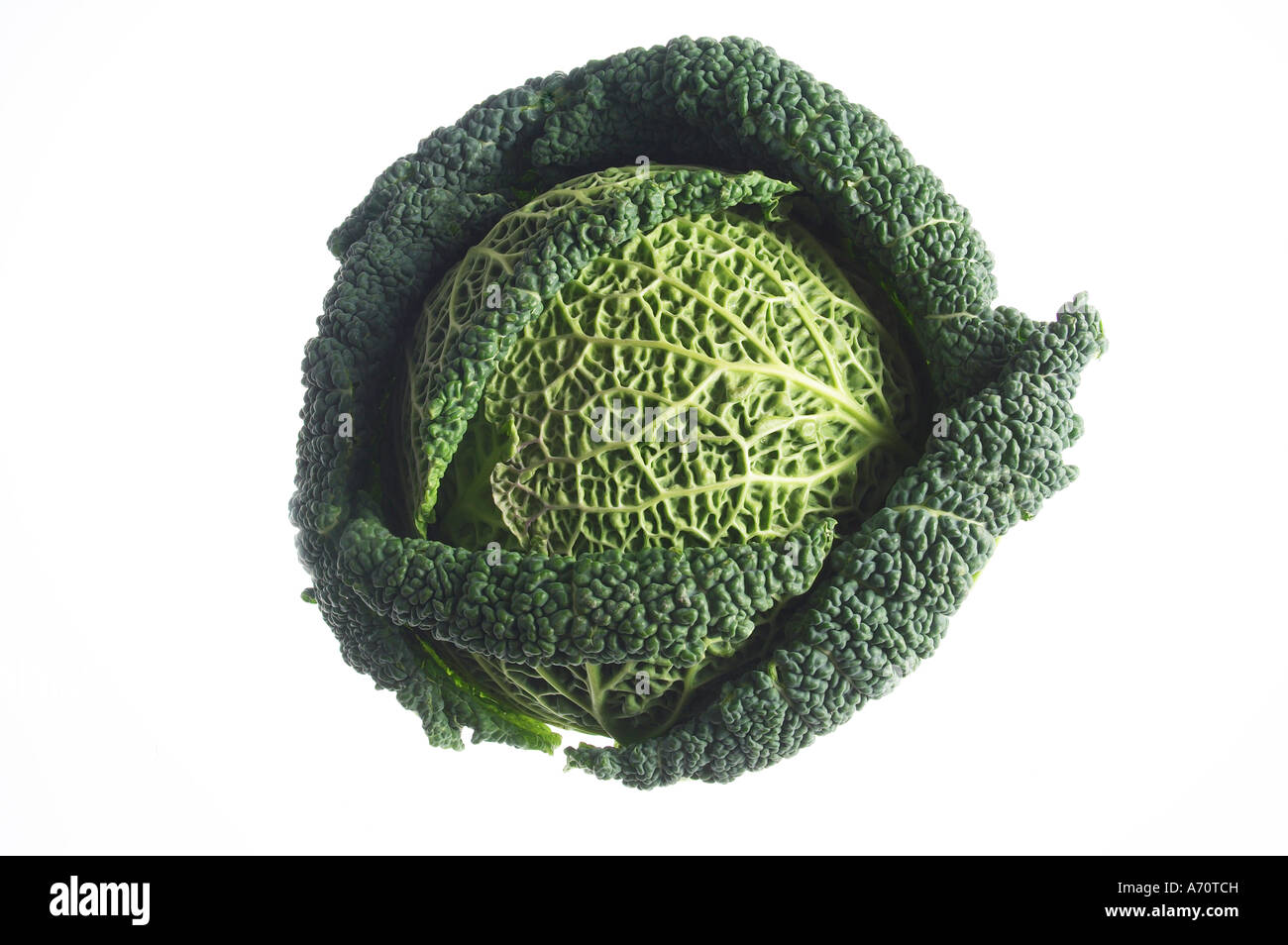 Curly Cabbage,THE ORGANIC FRESH VEGETABLE Stock Photo - Alamy