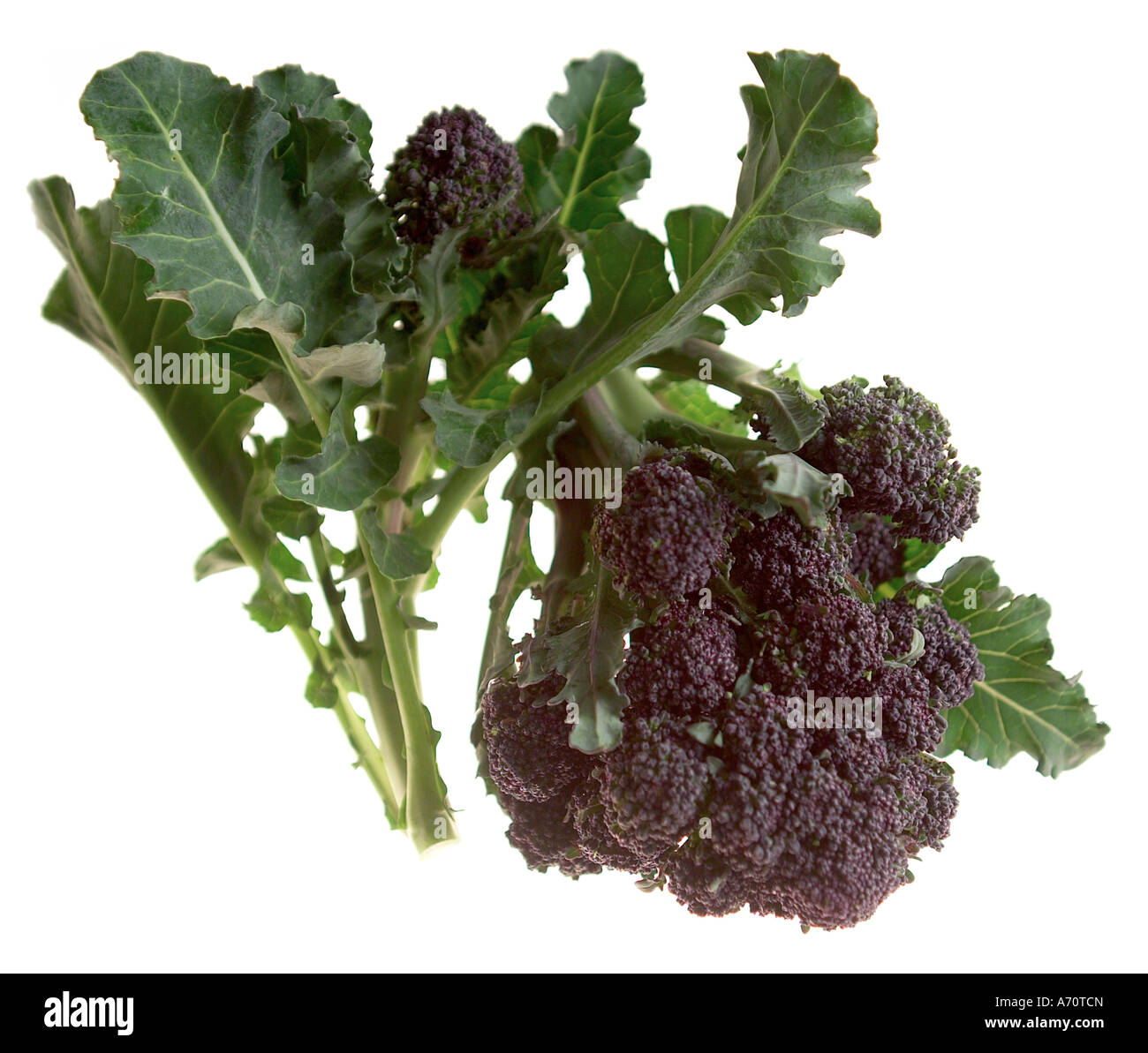 THE ORGANIC FRESH VEGETABLE red broccolli with leaves Stock Photo - Alamy