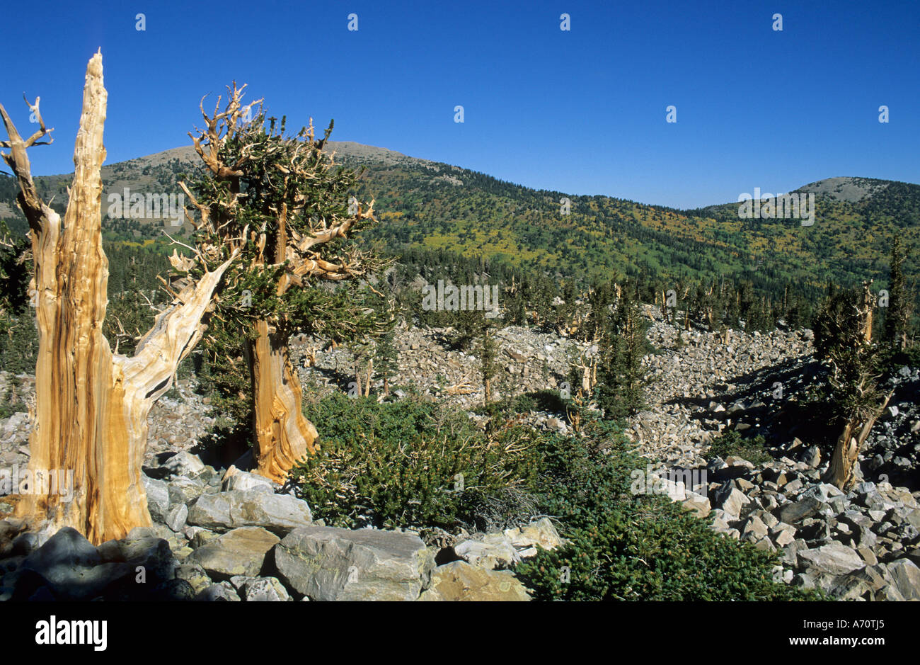 Bristlecone pine at Glacier Valley, Great Basin National Park, Nevada ...