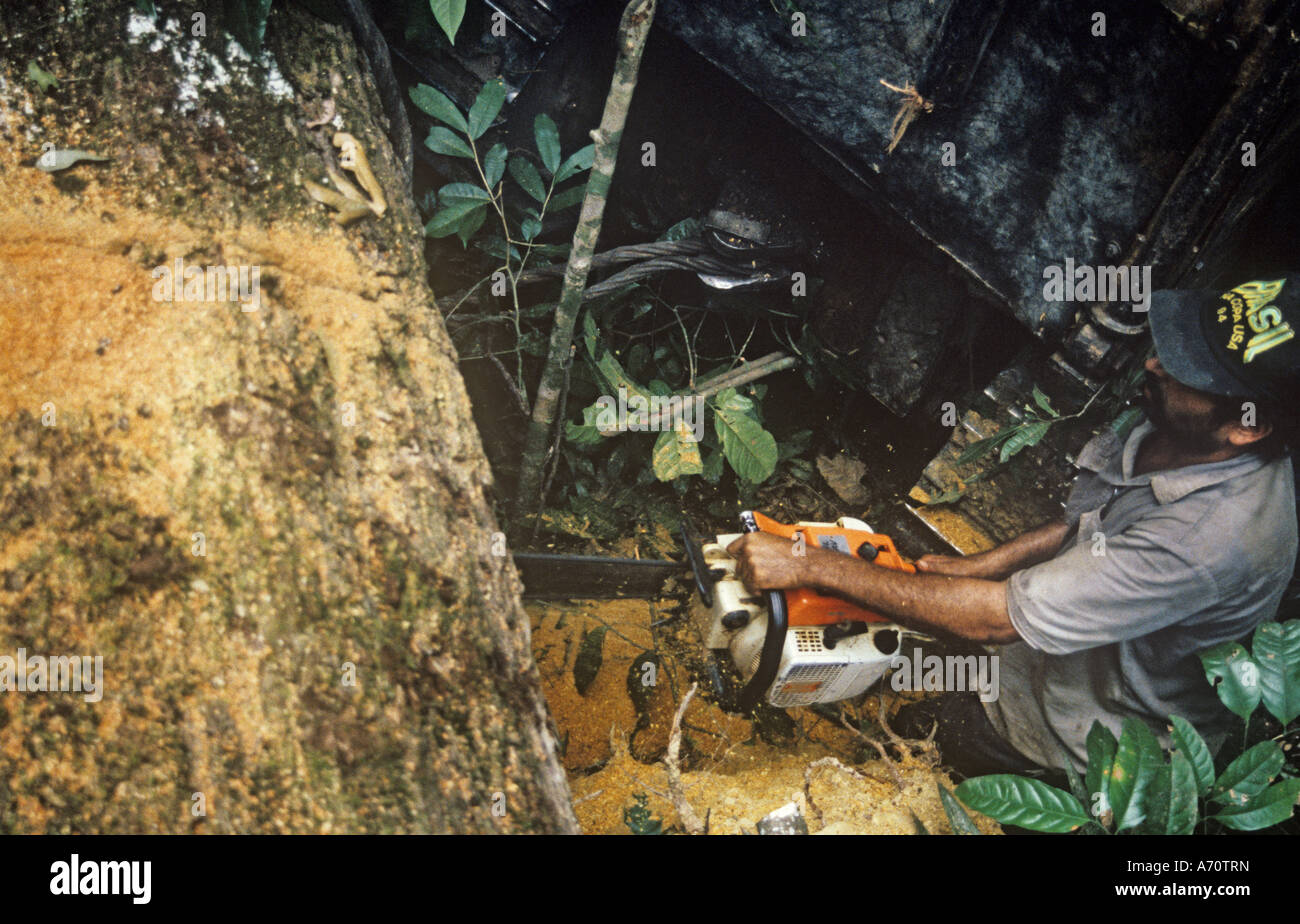Logging (Mahogany), Paragominas - State of Pará, Brazil, South America ...
