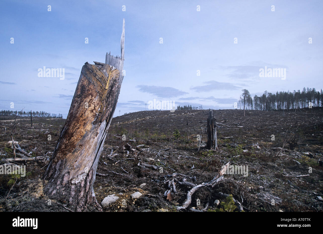 Russia taiga deforestation hi-res stock photography and images - Alamy