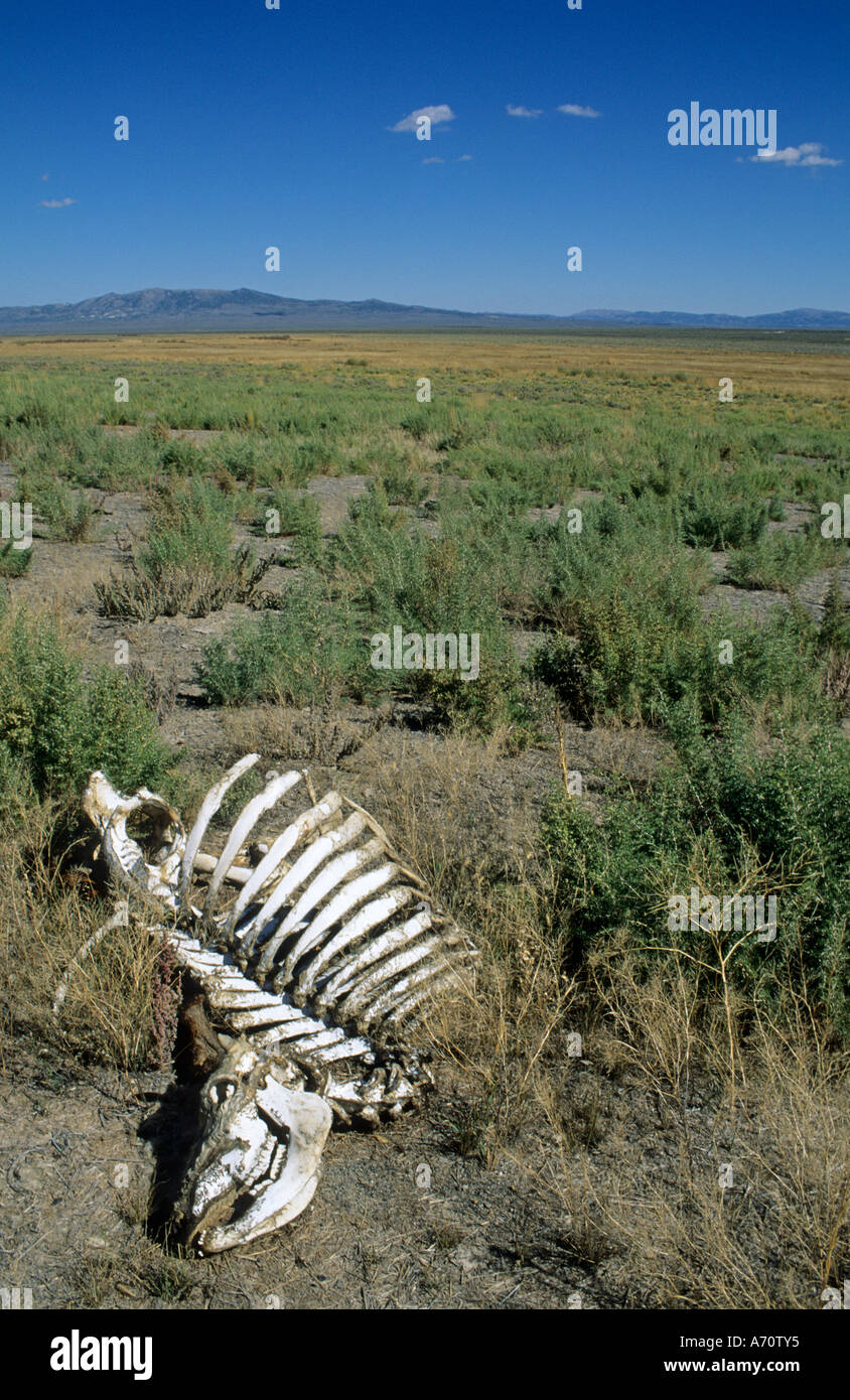 Dead cow hi-res stock photography and images - Alamy