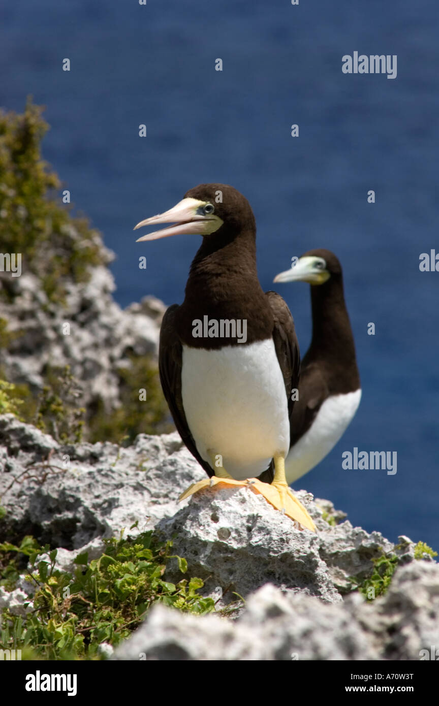 A pair of Brown Booby Birds on the Cayman Brac Bluff Stock Photo - Alamy