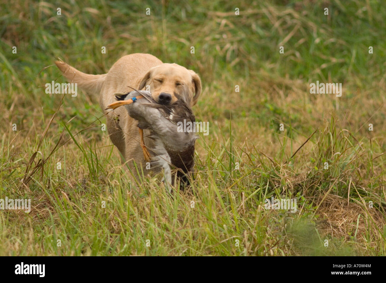 Hunt test hi-res stock photography and images - Alamy