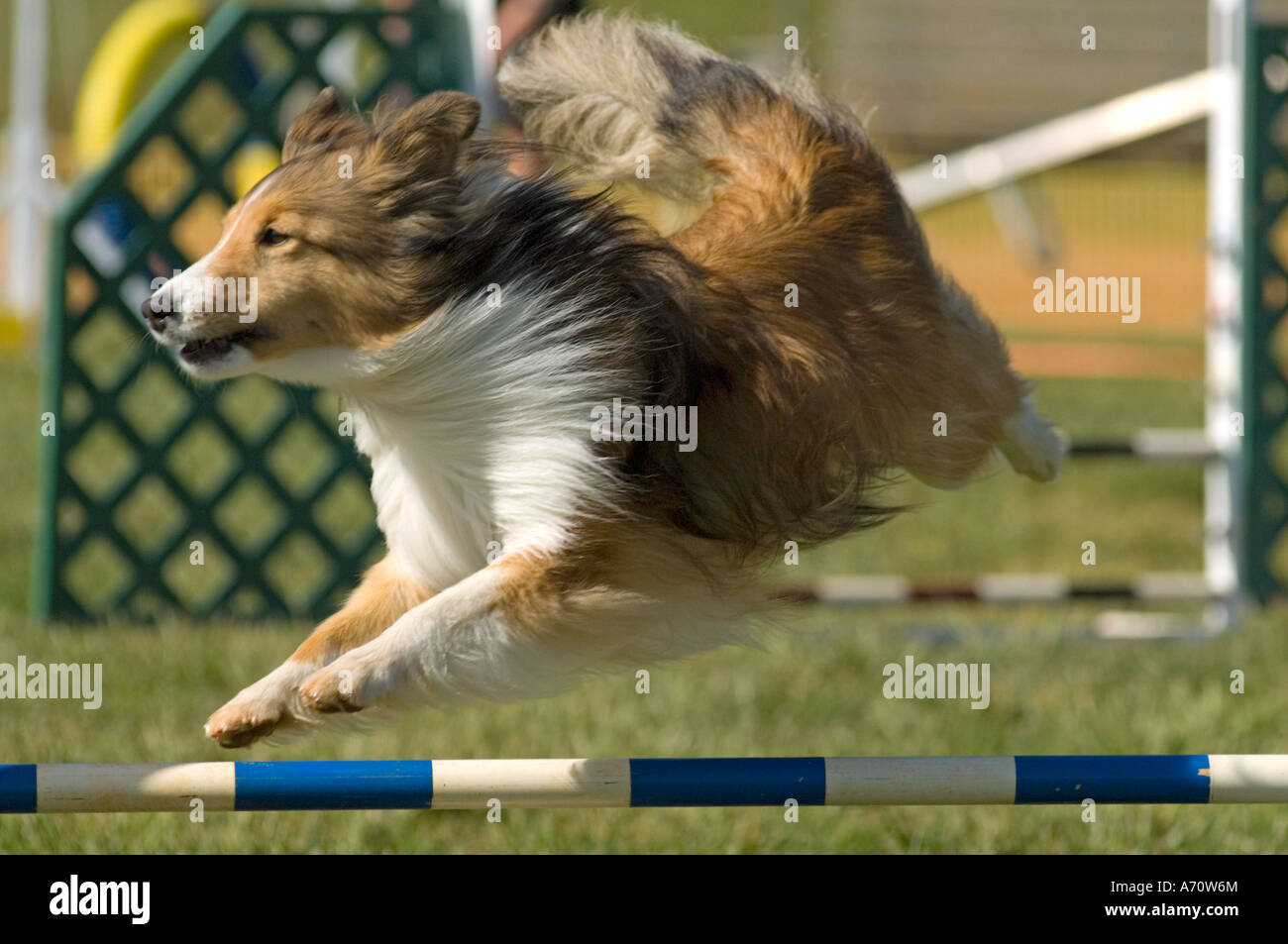Shetland Sheepdog jumping during an agility competition Stock Photo - Alamy