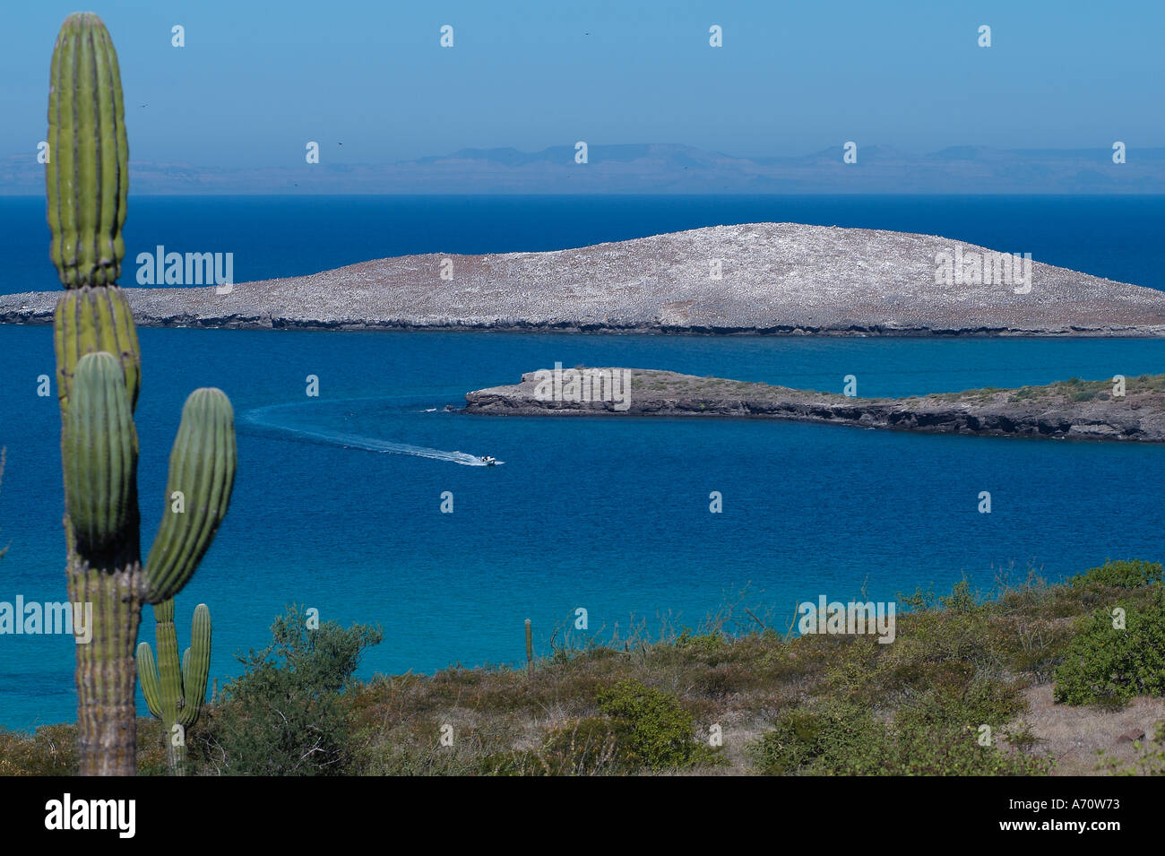 Cardon cactus desert botanical hi-res stock photography and images - Alamy