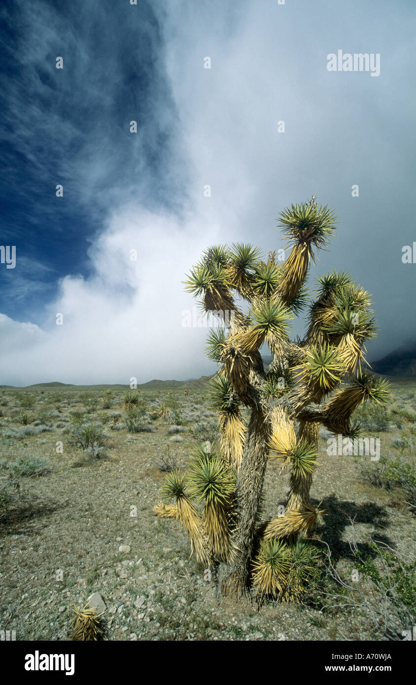 Joshua Tree, Lake Mead National Recreation Area, Nevada, USA Stock ...