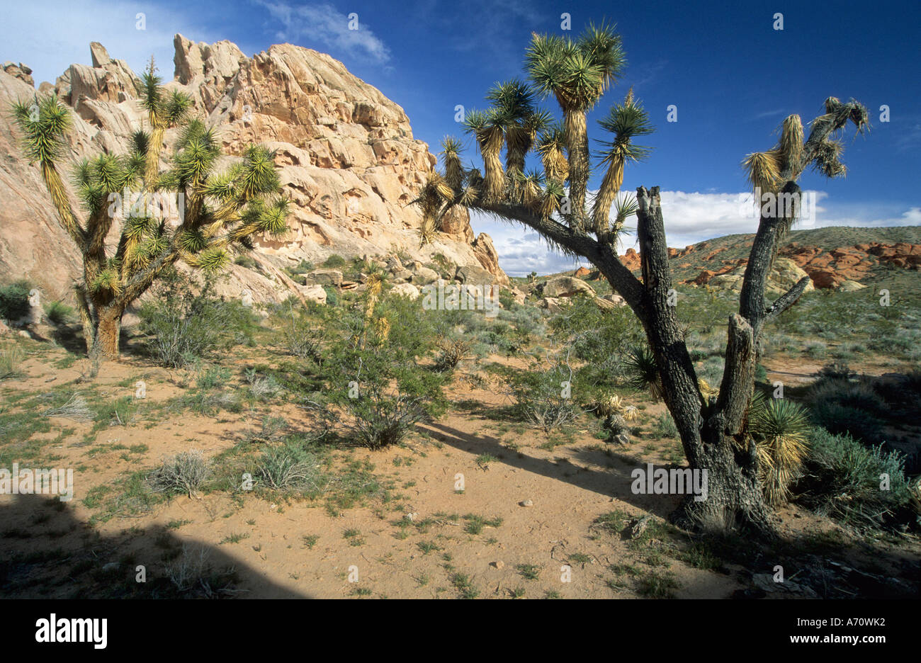 Joshua Tree, Lake Mead National Recreation Area, Nevada, USA Stock ...