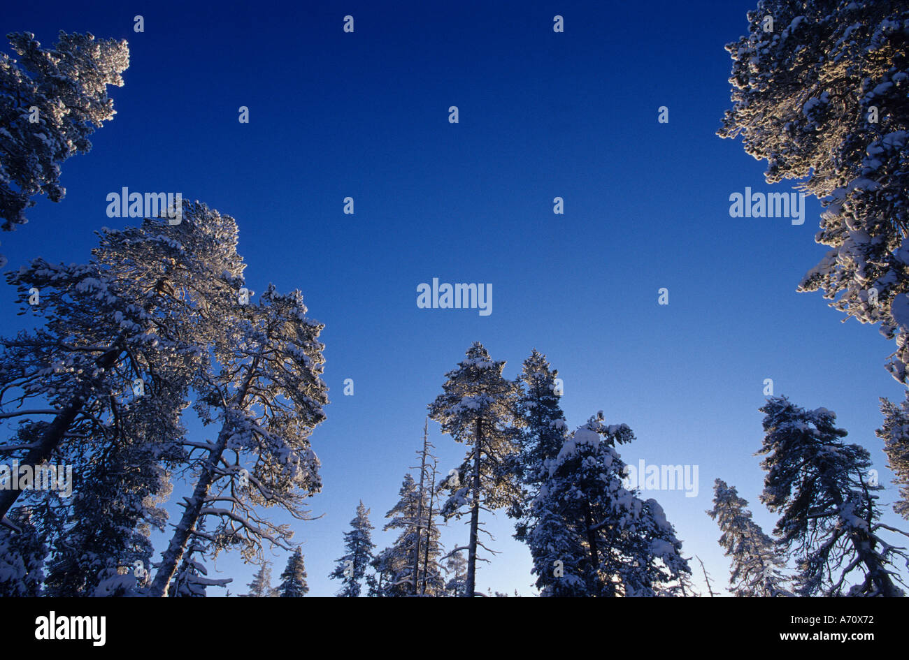Scandinavia, Finland, Lapland, Kakslauttanen, Snow covered pine trees ...