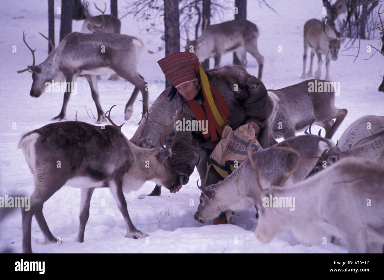 Reindeer finland hi-res stock photography and images - Alamy