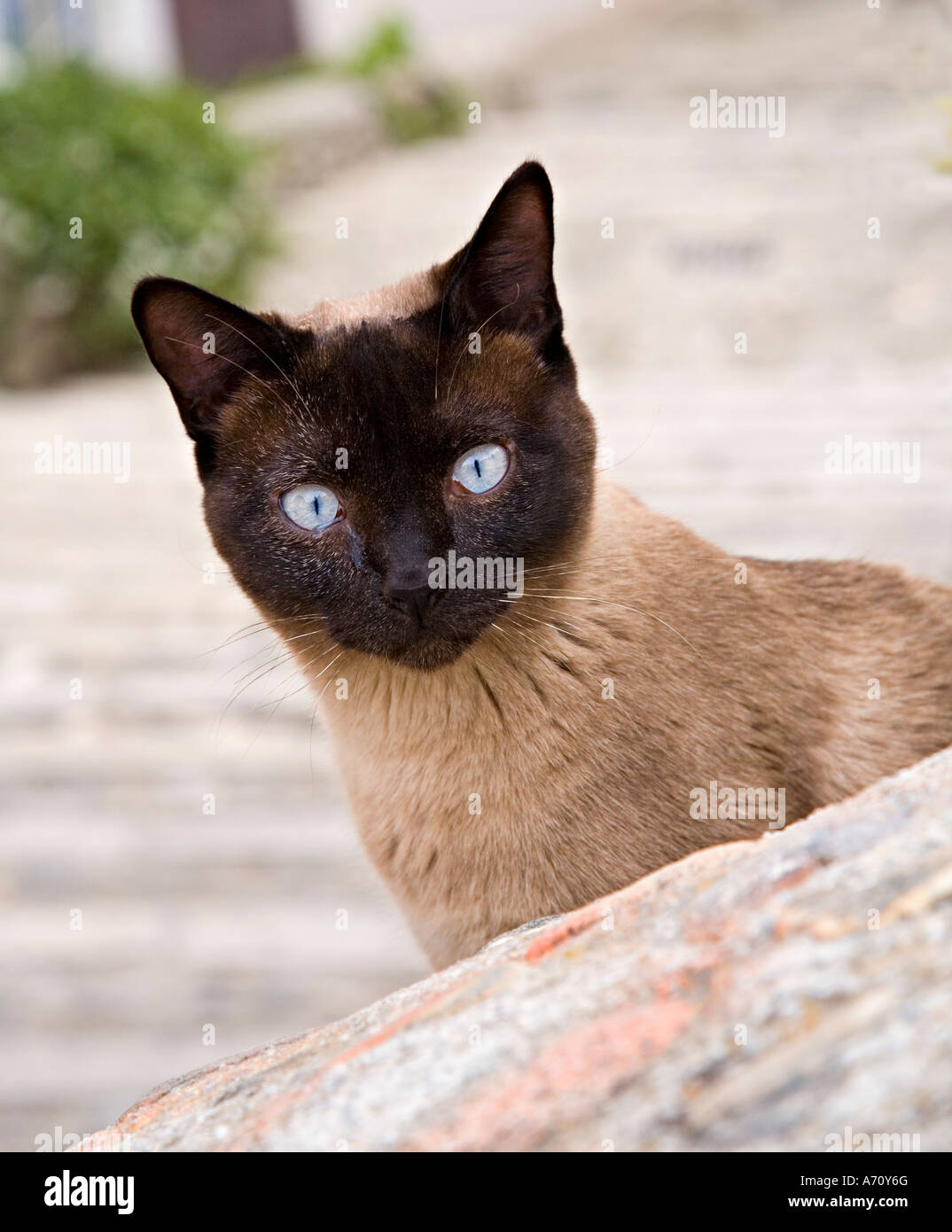 Siamese cat in street Granada Spain Stock Photo - Alamy
