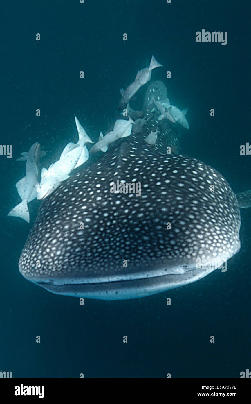 Whale shark baja california hi-res stock photography and images - Alamy