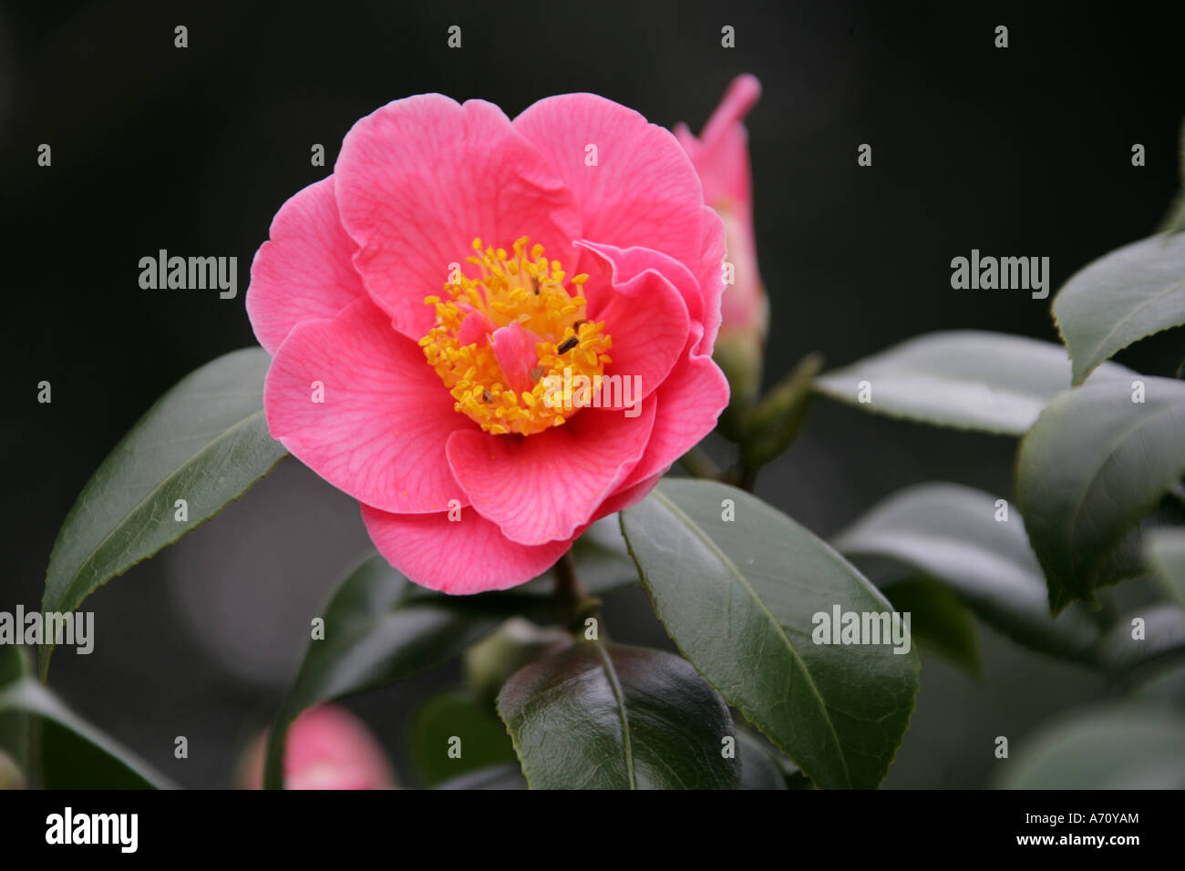 Pink Camellia Flower Stock Photo - Alamy