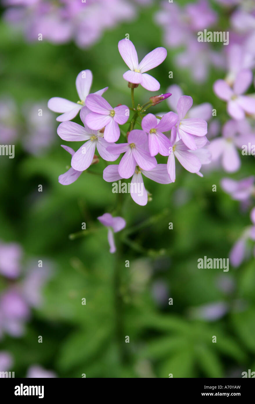 Cardamine quinquefolia. Caucasus Stock Photo - Alamy