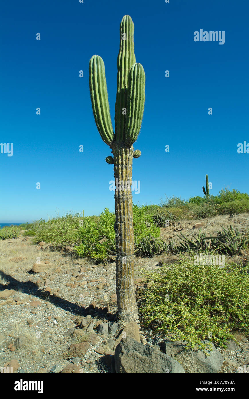 Cardon cactus Baja California Mexico Central America Stock Photo - Alamy