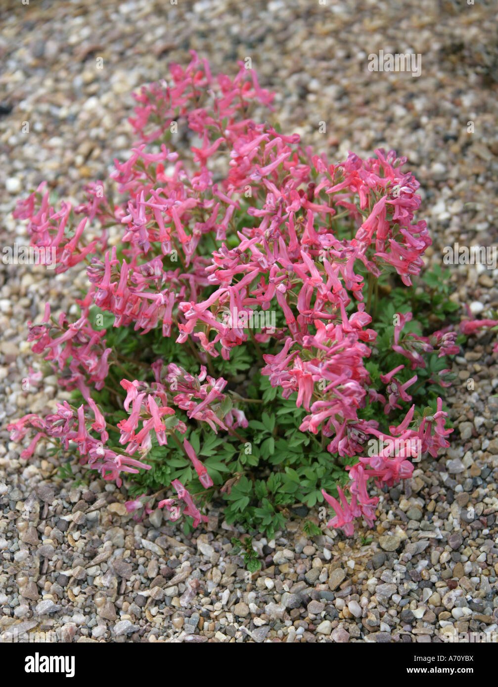 Bird in the Bush, Fumewort, Spring Fumewort, Corydalis solida ...