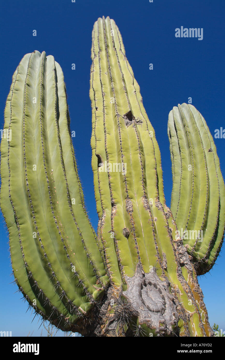 Cardon cactus Baja California Mexico Central America Stock Photo - Alamy