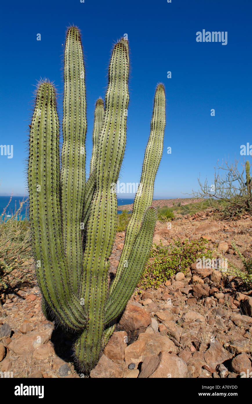 Cardon cactus Baja California Mexico Central America Stock Photo - Alamy