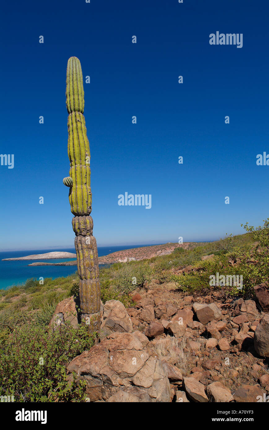 Cardon cactus Baja California Mexico Central America Stock Photo - Alamy