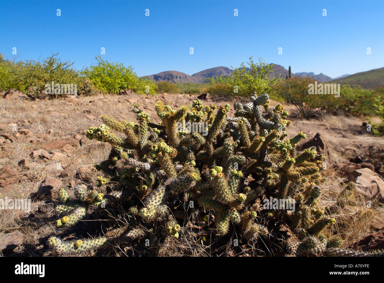 Cactus in Baja California Mexico Central America Stock Photo - Alamy