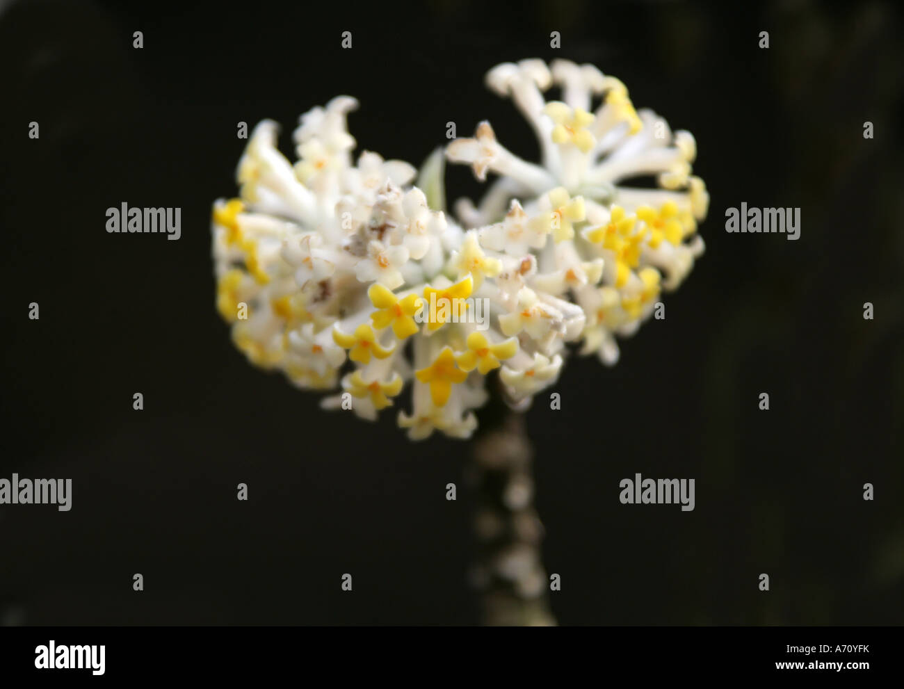 Edgeworthia chrysantha or Paperbush Plant, Thymelaeaceae. Korea, China ...