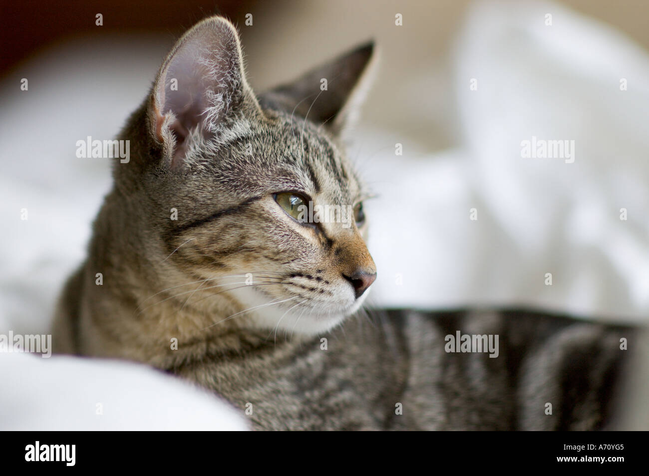 Smart looking tabby cat with a twinkle in his eye Stock Photo - Alamy