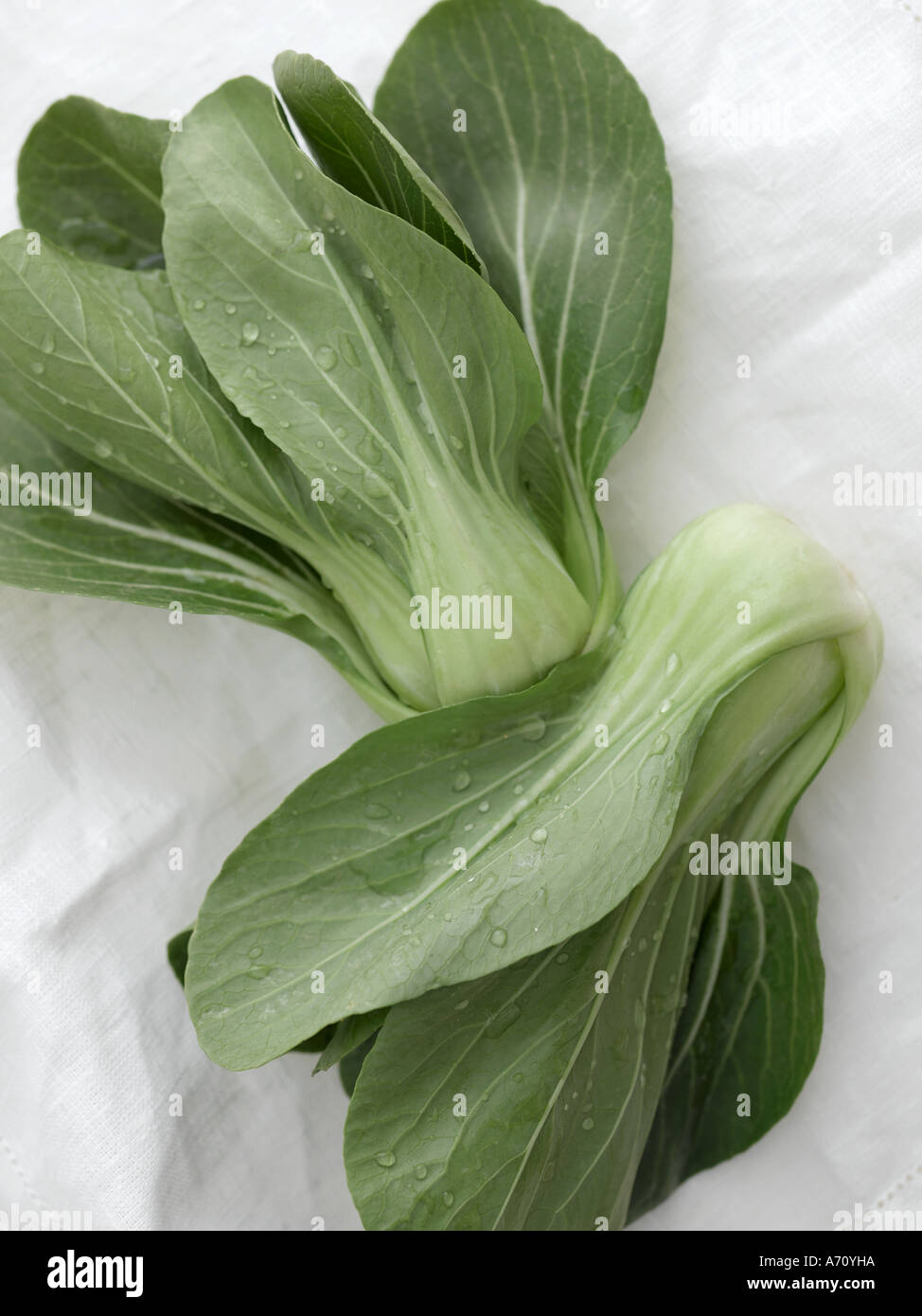 Pak choi on white linen background - high end Hasselblad 61mb digital ...